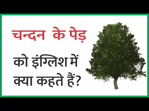 Chandan ke Ped ko English mein kya Kahate hain, What is sandalwood tree called in English
