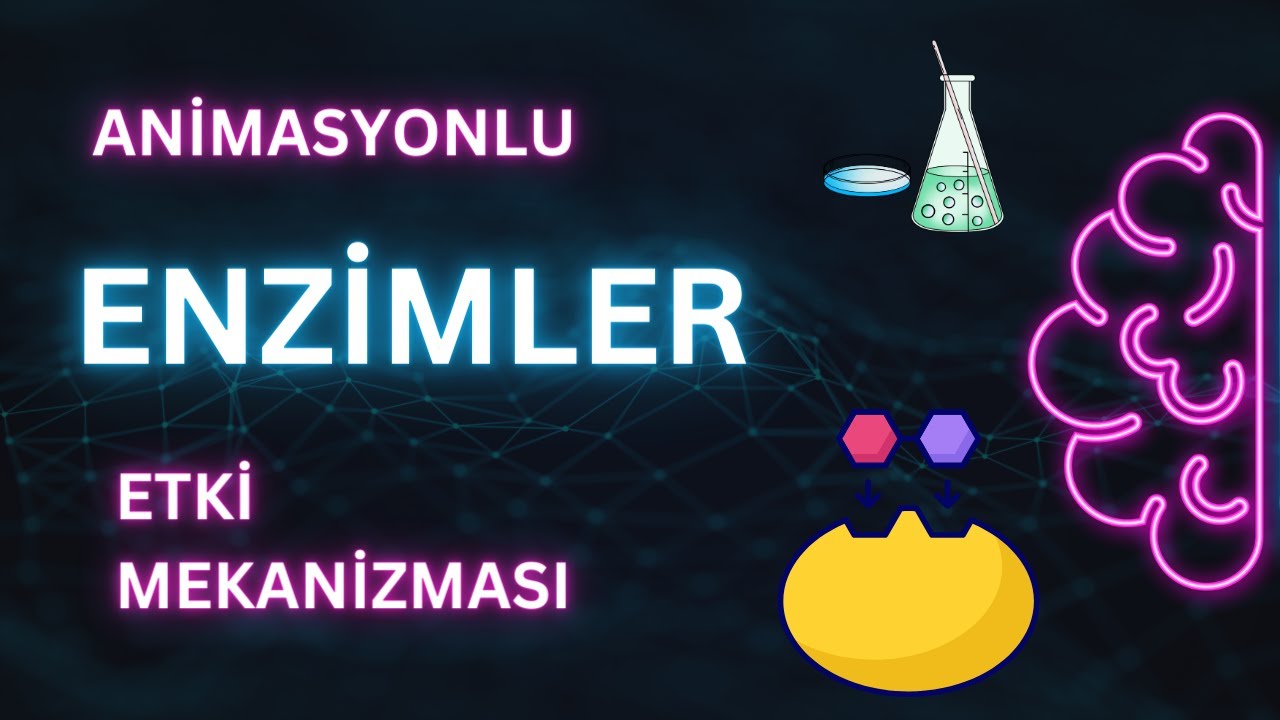 ENZYMES FUNCTIONS (FOR BASIC PROFICIENCY TESTS)