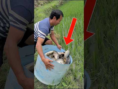 Amazing rice paddy fish farming technique in China