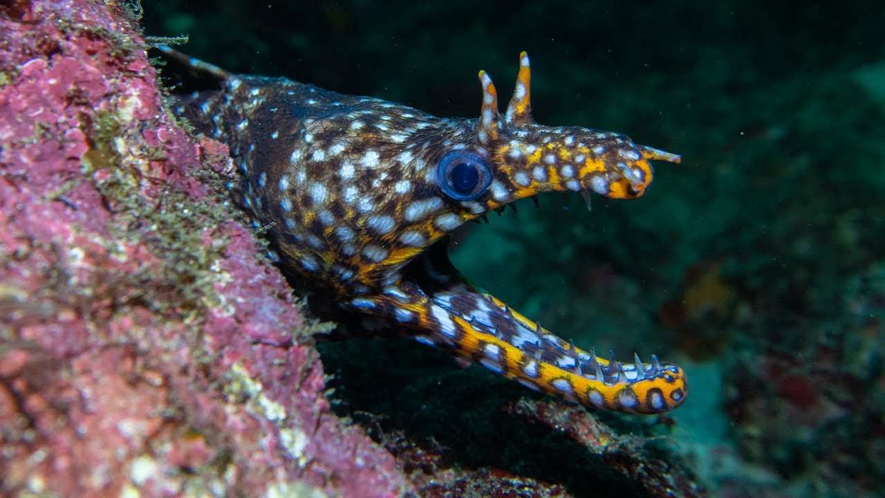 The Legendary Dragon Moray