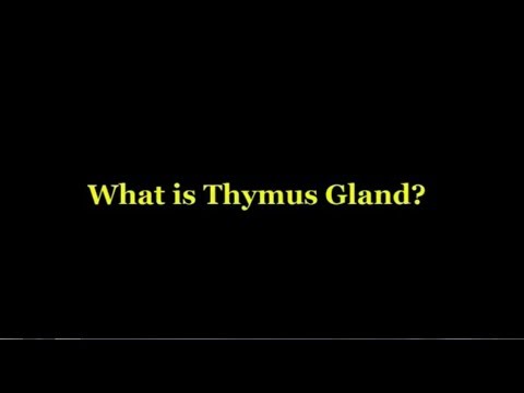 What is thymus gland? | Dr. Arvind Kumar ( Medanta, Gurgaon) +919773635888
