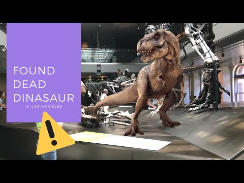 Natural History Museum Los Angeles | Fun Places to Travel with Kids