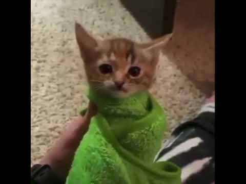 Steam Community :: Video :: half life cat 1