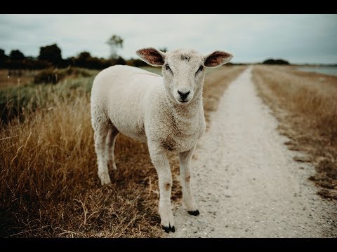 Psalm 23, Scripture read and interpreted by young children