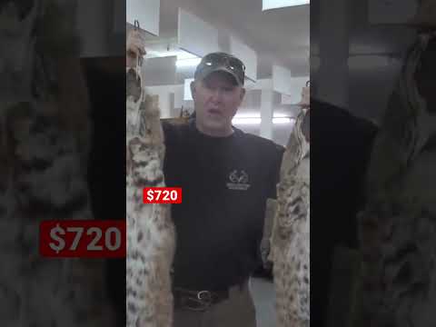 What is a fur worth? #shorts #fur