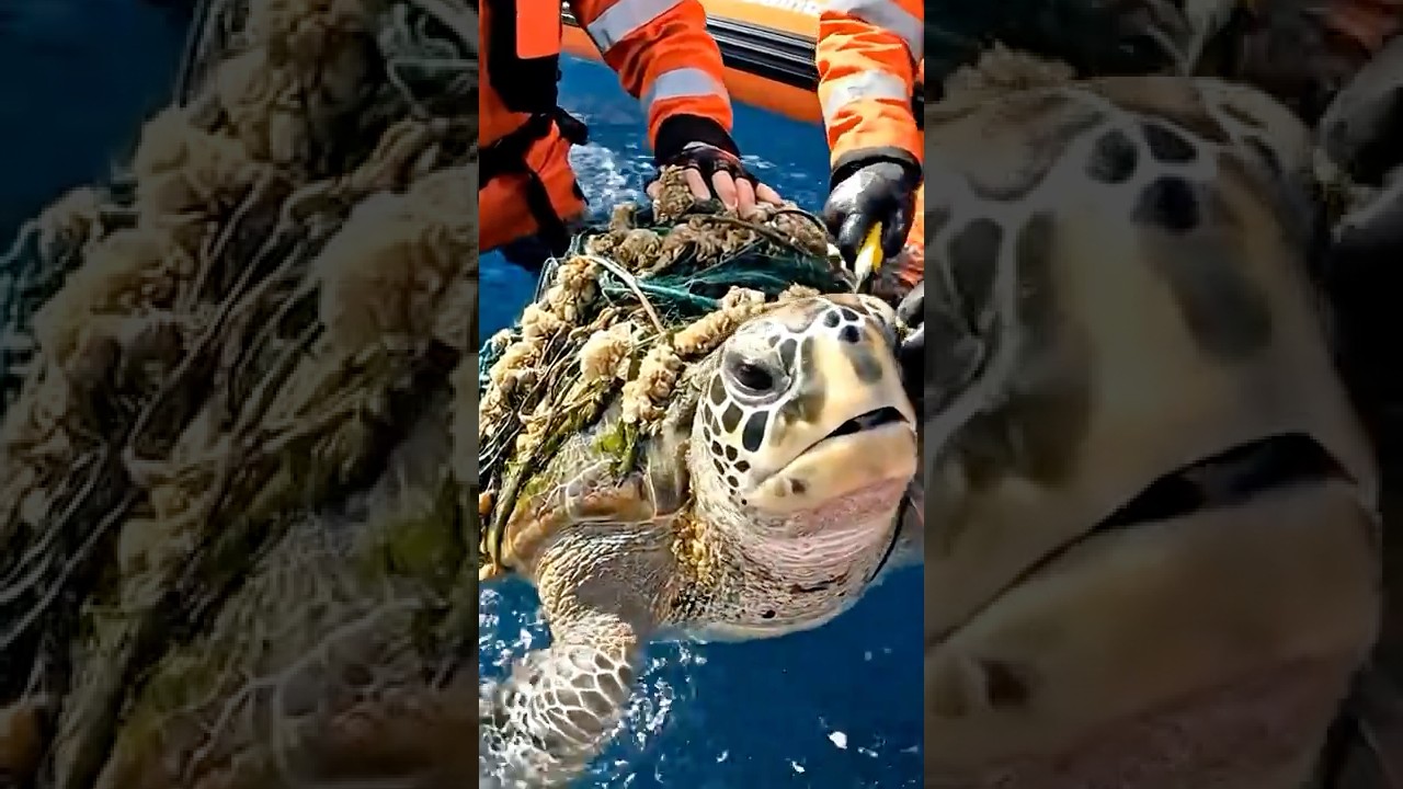 GIANT Sea Turtle RESCUED from Massive Barnacle Shell #wildliferescue # #wildlife #animals #turtle
