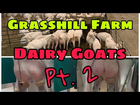 Saanen Dairy Goats: Grass Hill Farm Tour I Goats milk Pt. 2