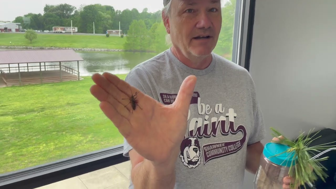 Science in Seconds: Carolina Pine Sawyer