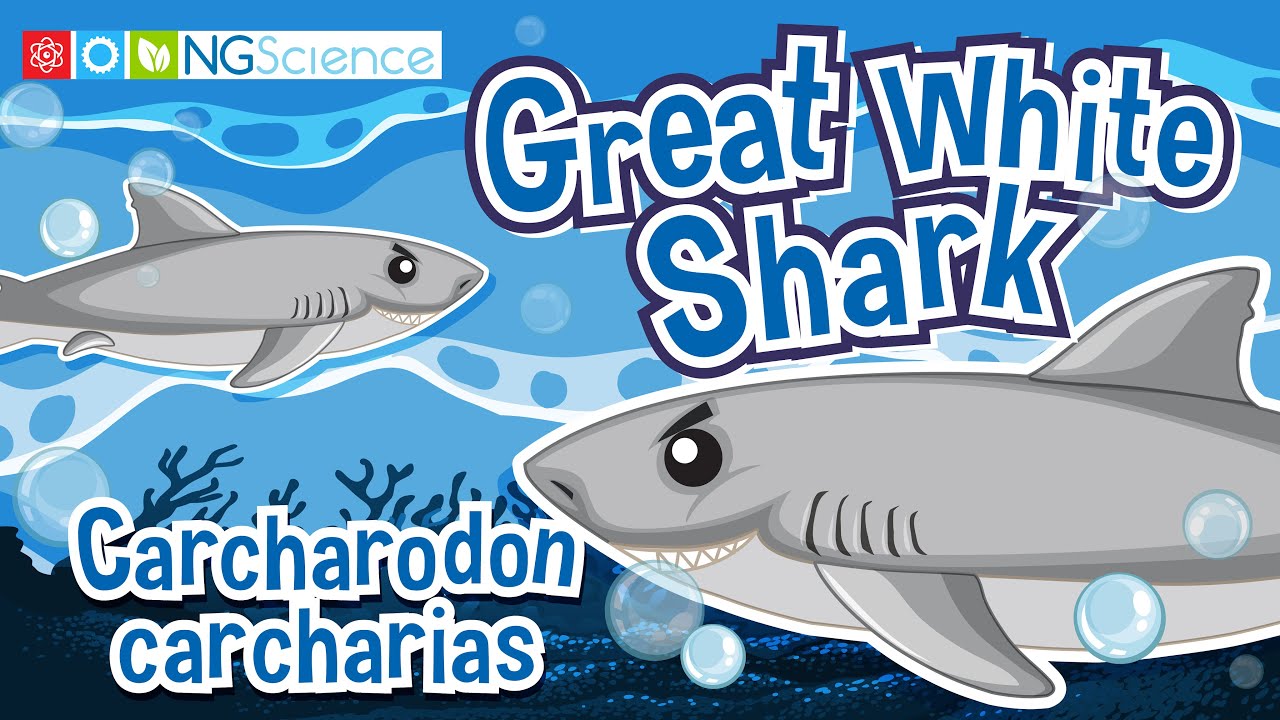 Great White Shark (Carcharodon carcharias)