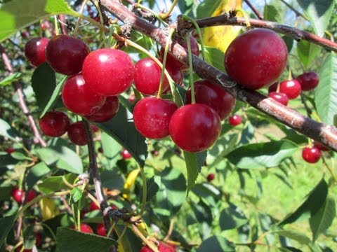 Cherry Picking in Door County, Wisconsin