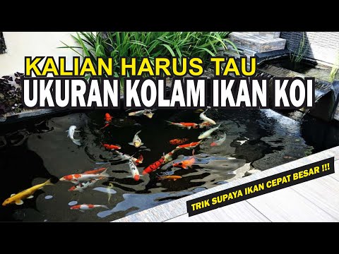 KALIAN HARUS TAU UKURAN KOLAM IKAN KOI YANG IDEAL