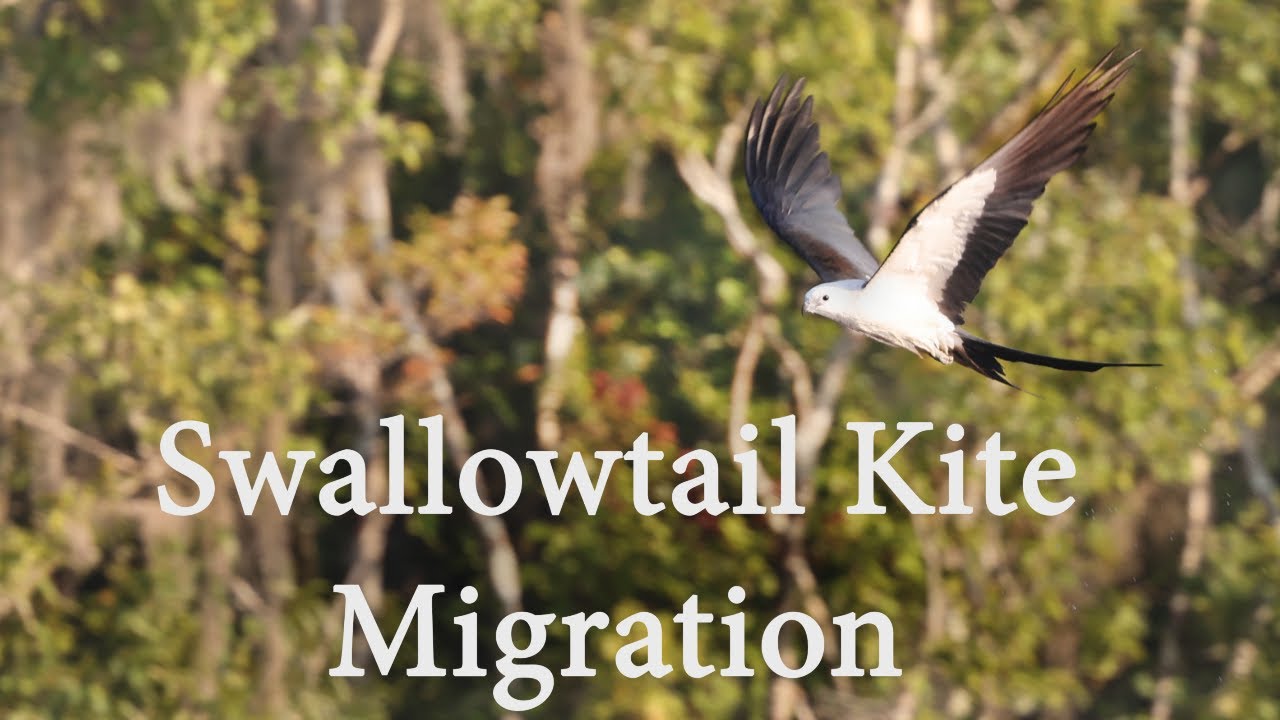 Swallowtail Kite Migration