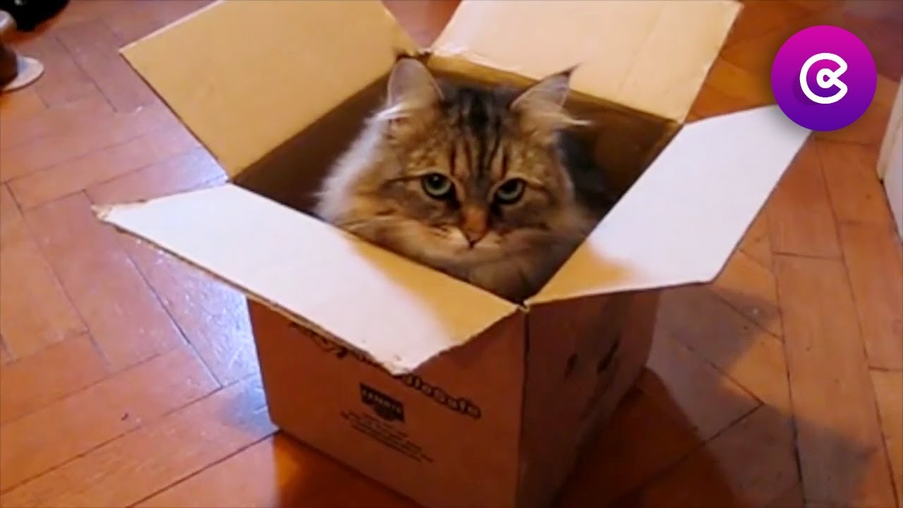 Cats LOVE Boxes compilation