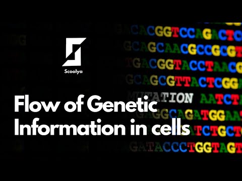 Flow of genetic information in cells || Mol. Bio Lesson #1 || Scoolya