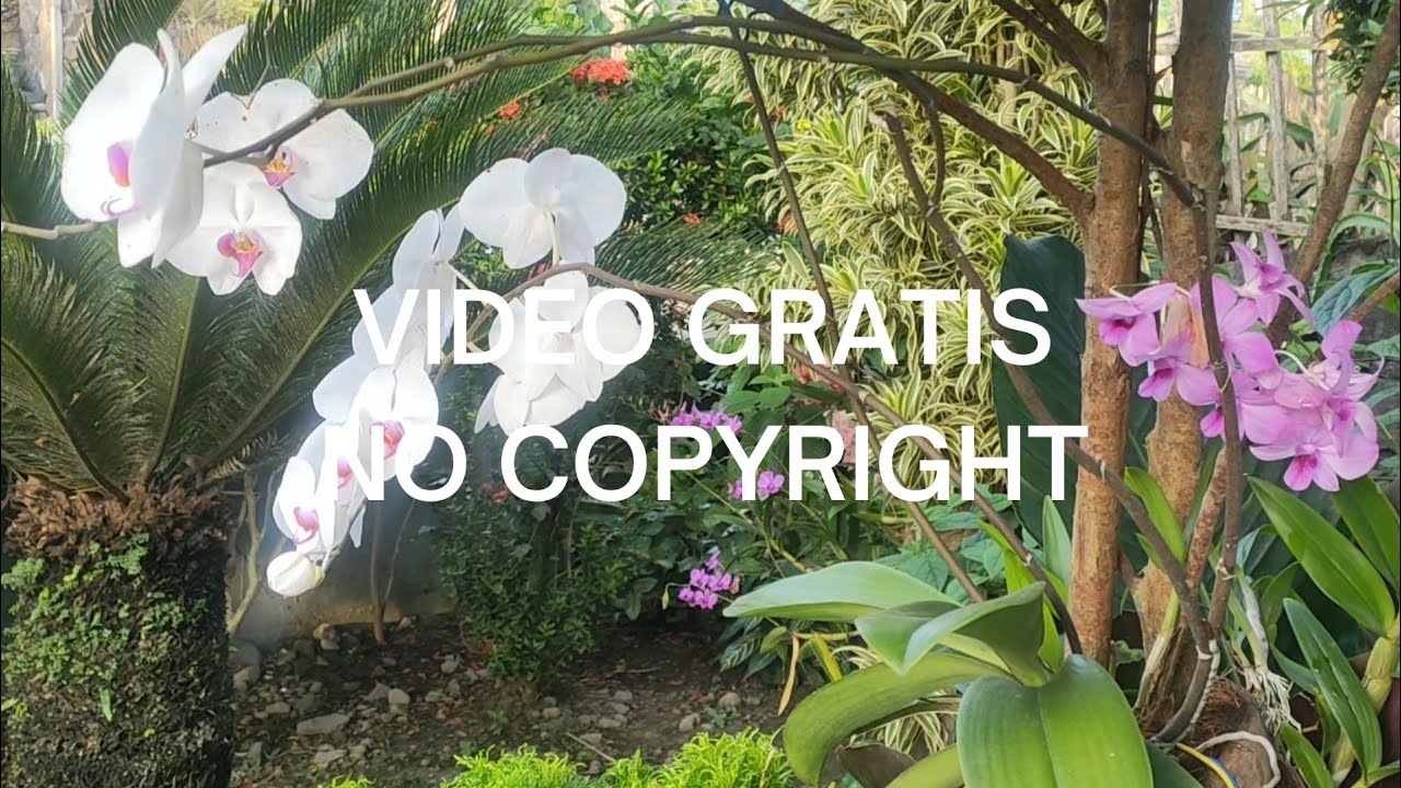 VIDEO GRATIS NO COPYRIGHT - BUNGA MELATI PUTIH