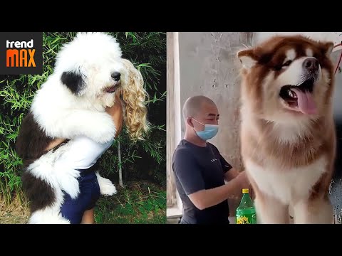 The BIGGEST AND CUTEST DOG BREEDS