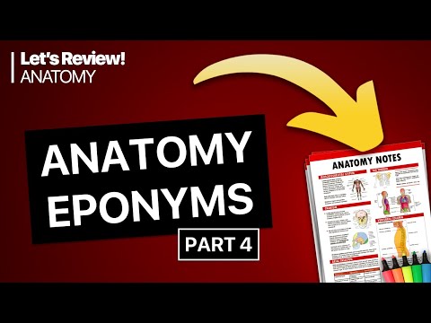 Anatomy Eponyms 4 | Let's Review