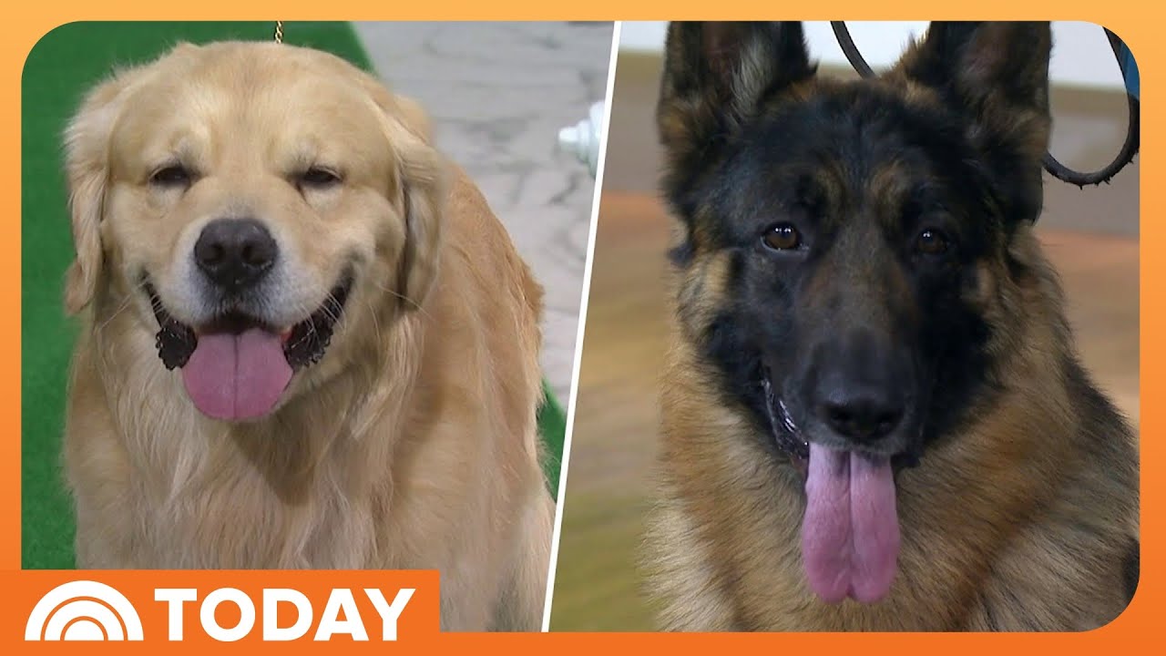 Top 5 Dog Breeds for 2026: Dachshund, Golden Retriever, More