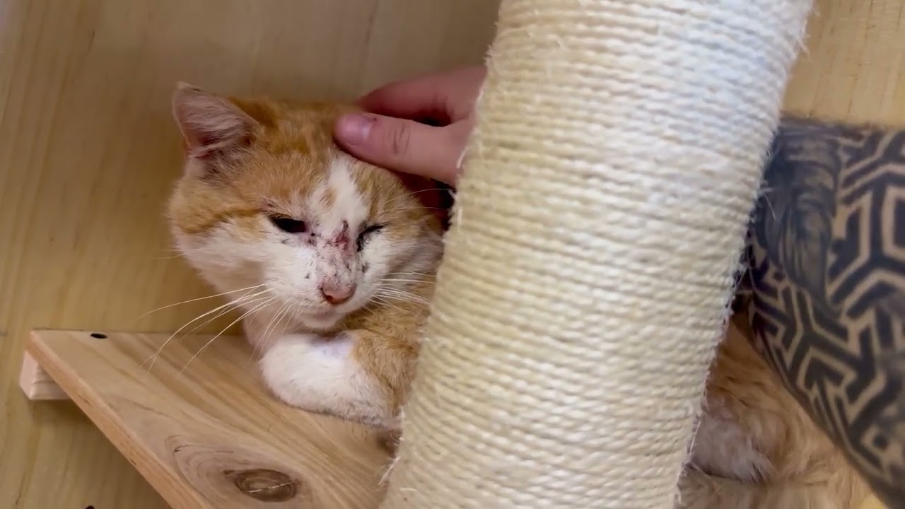Only 0.3% Of Cats Face This—Ethan Needs You Now As He Battles 2 Diseases At Once [STORY BELOW]