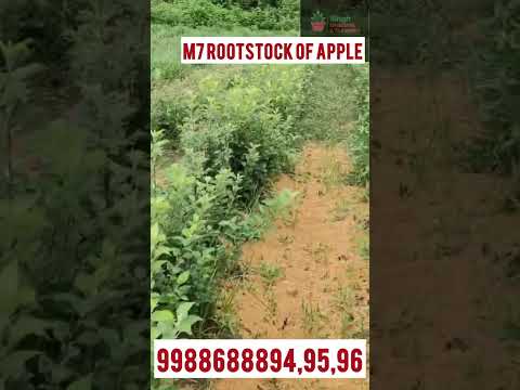 What is M7 rootstock of apple? Characters of M7 rootstock. Semi Dwarf rootstock. Early cropping