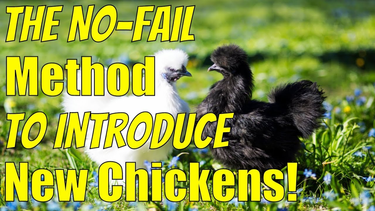 How do I add a new hen to my backyard chicken flock??