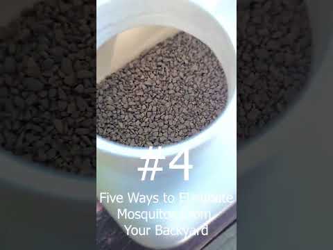 NUMBER FOUR! 5 ways to eliminate Mosquitos from ur backyard