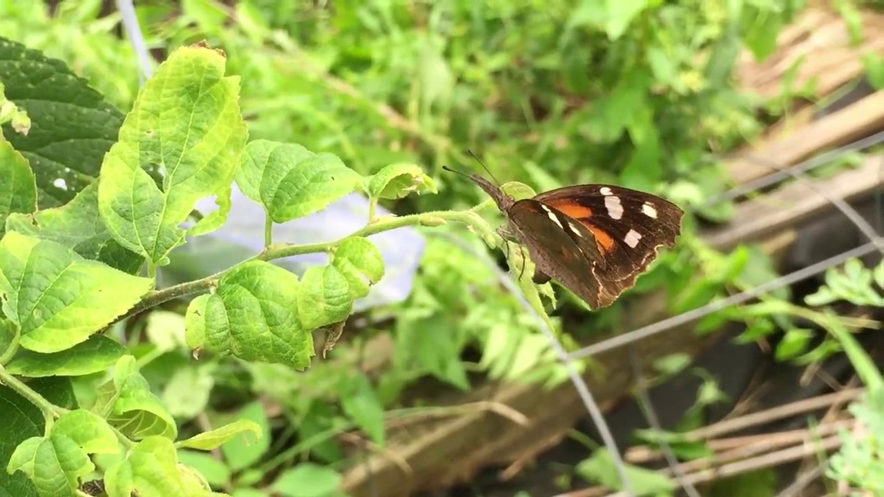 Snout Butterfly (Libytheana carinenta) Laying on Hackberry tree (Celtis occidentalis)