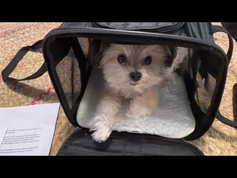 Sherpa travel pet carrier review!