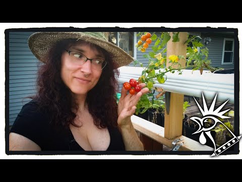 pH and Nutrient Lockout in Natural Hydroponics | Punkyponics #7