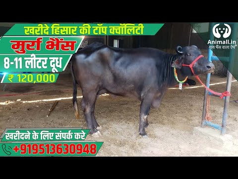 Murrah Buffalo - Wholesale Price & Mandi Rate for Murra Buffalo