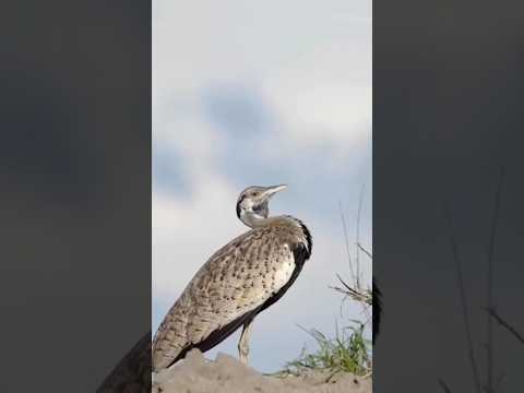 Facts about Houbara bustard the beautiful bird #birds #shorts