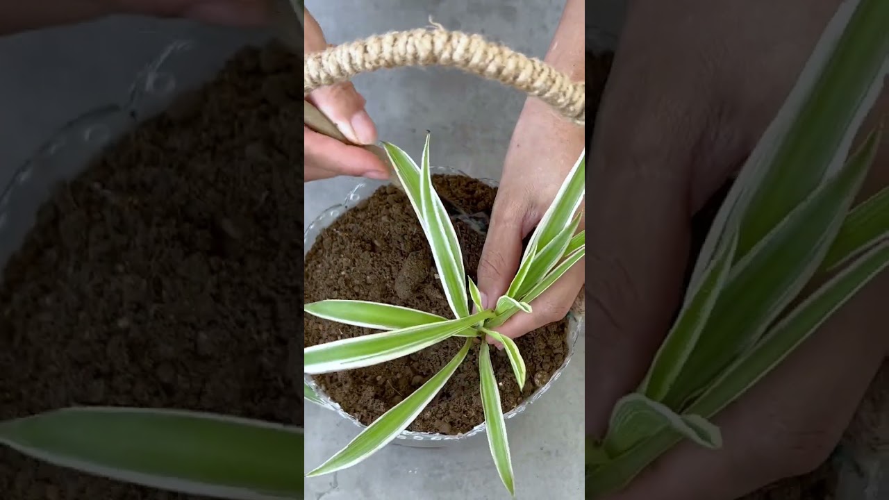 Recycle plastic bottles into unique plant baskets to create accents for your garden