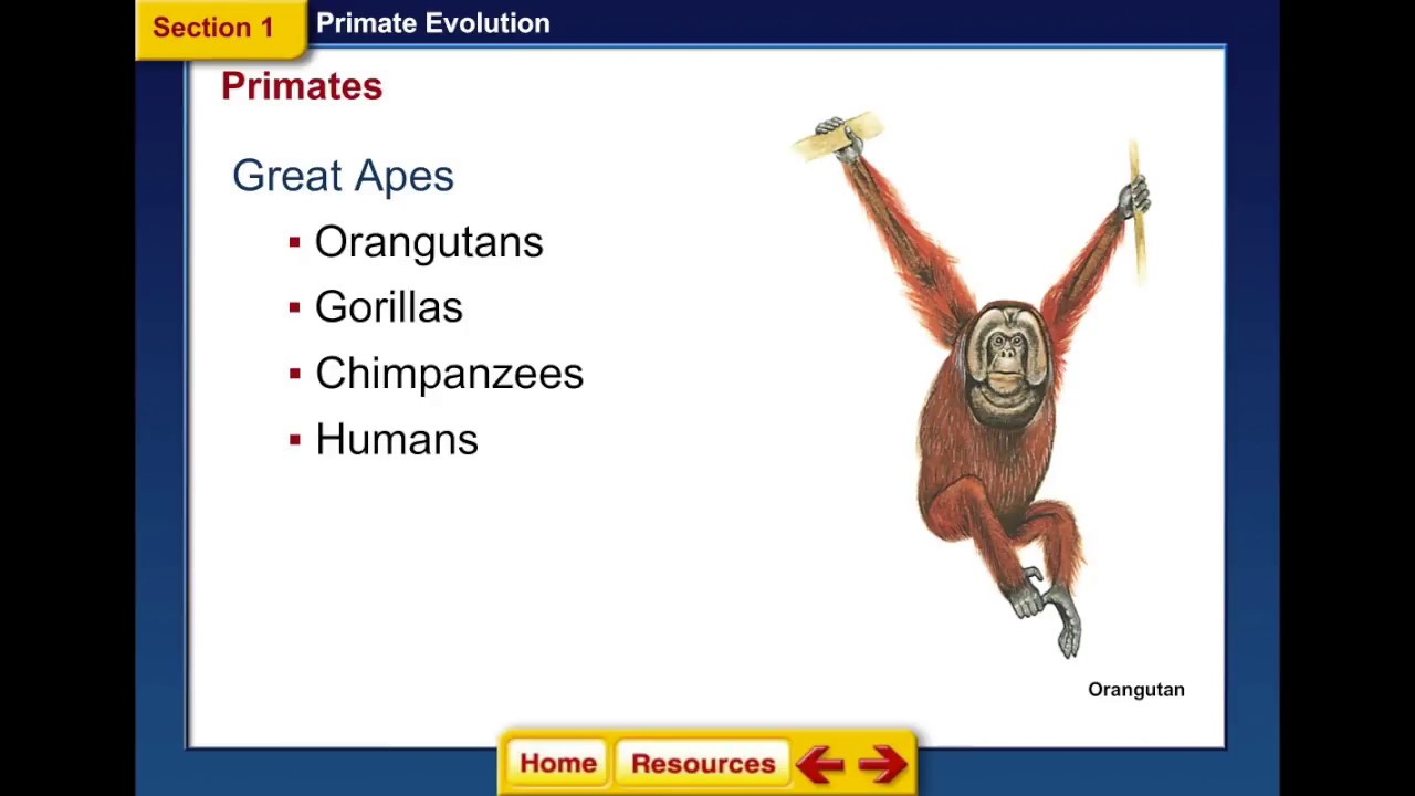 Video Lesson - Chapter 16 PowerPoint