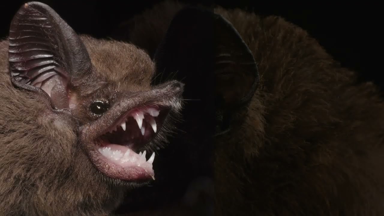 Doglike Bats do not Bark