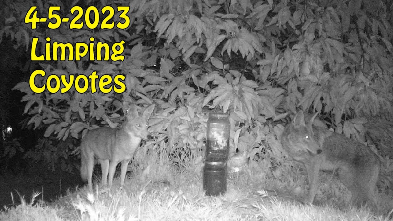4 5 2023 Limping Coyotes