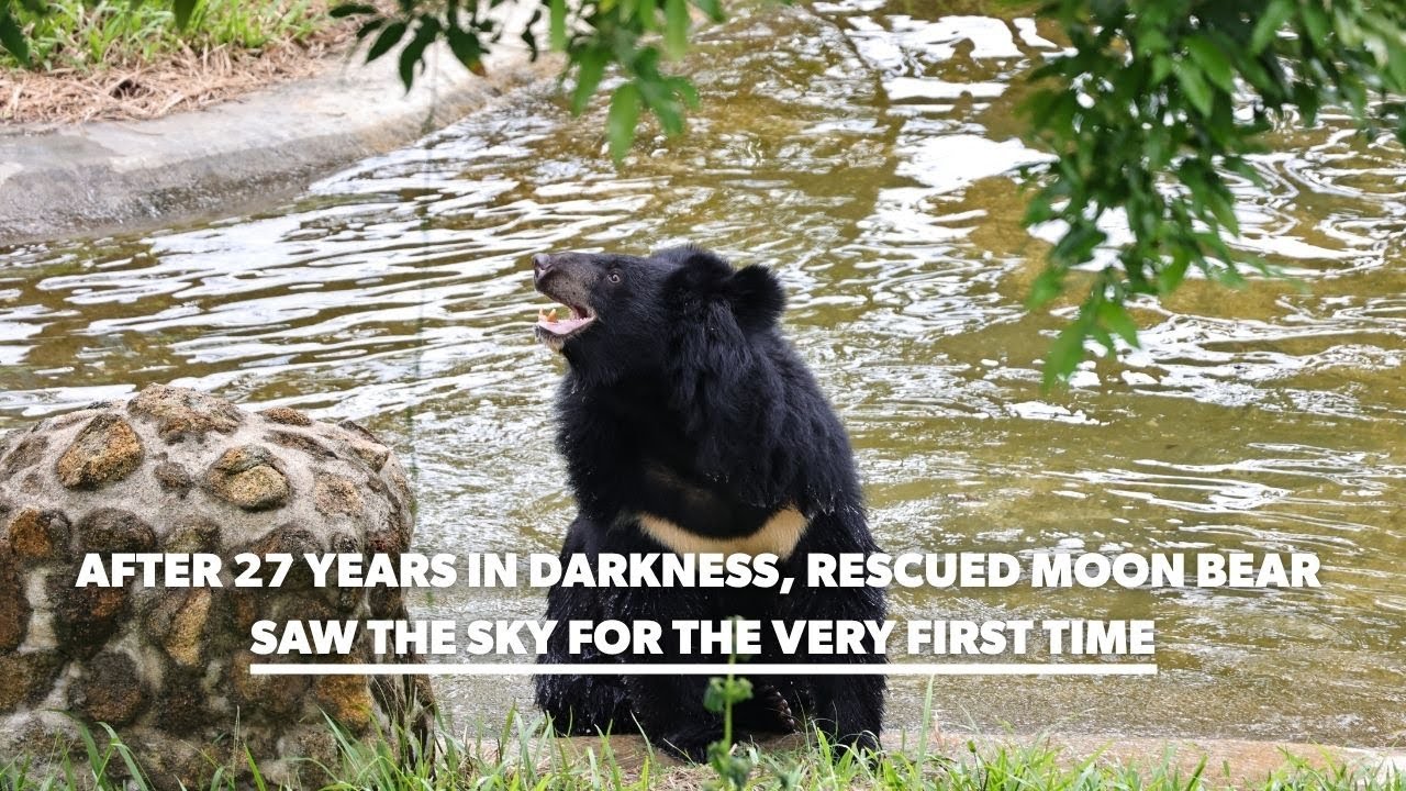 After 27 Years In Darkness, Rescued Moon Bear Saw The Sky For The Very First Time