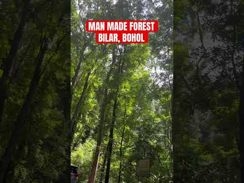 MAN MADE FOREST | BILAR, BOHOL PHILIPPINES #shortvideo #shorts