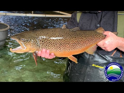 CT DEEP Spawning Seeforellen Brown Trout