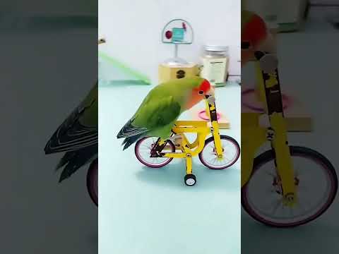 smart parrot showing his smartness 🦜👀✔️ | JoJo parrot • #parrot #cute #funny #acting #smart #mithu