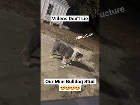 King Escobar is the definition of structure for a mini english bulldog stud! 💯🔥💯