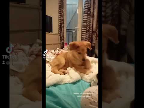 vid茅o chien dr么le 2022