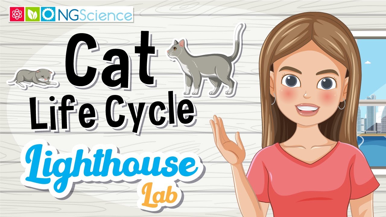 Lighthouse Lab – Cat Life Cycle