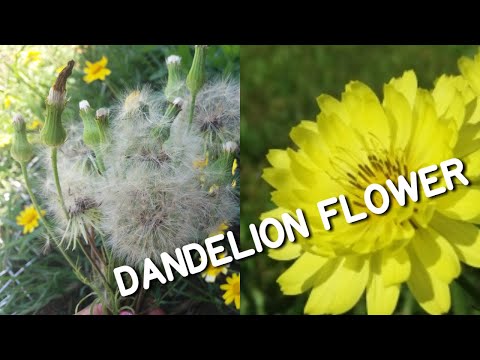 DANDELION FLOWER WILD FLOWER |EDITED IN FILMORA 9