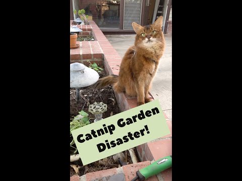 Catnip Plant Disaster! What Happened to Summer the Catβs Garden? #shorts