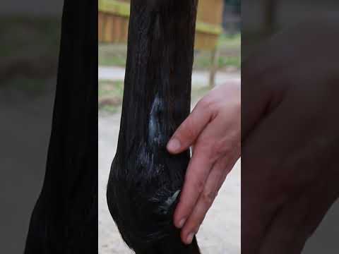 Cold Pack Plus - leovet - Pferdesalbe - Kühlgel - Cooling Gel