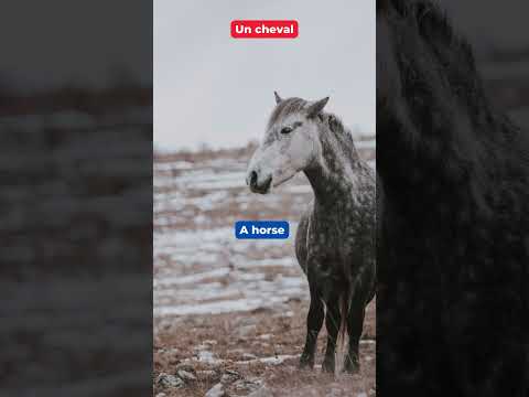 10 French Words: Animals #shorts