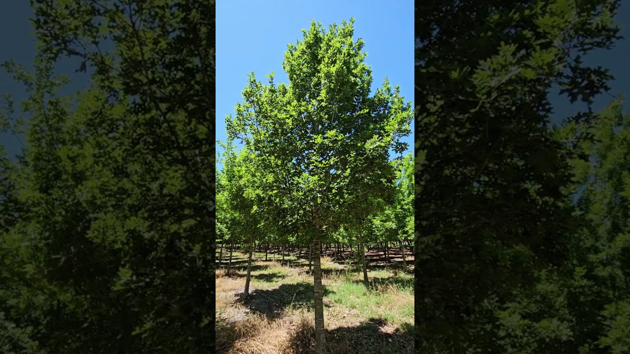 Texas Red Oak (Quercus texana)