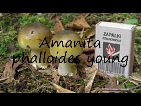 How to pronounce Amanita phalloides young in English?