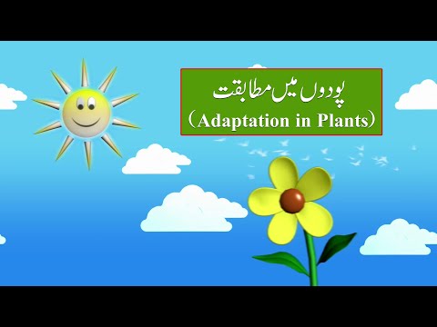 Adaptation in Plants I پودوں میں مطابقت I unit-7 I Grade 3 I SNC I General Knowledge I PEN Academy