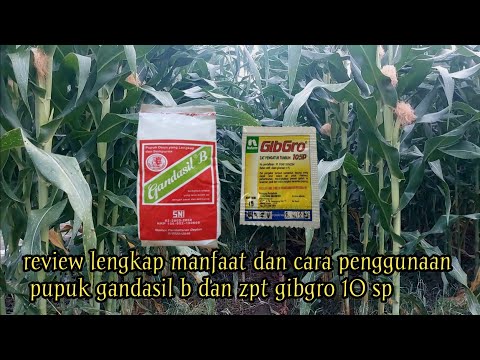 manfaat dan cara penggunaan pupuk gandasil B dan zpt gibgro 10sp pada jagung